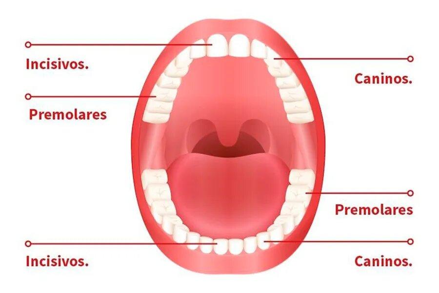 Cuántos dientes tenemos y qué función cumple cada uno - Yotuel