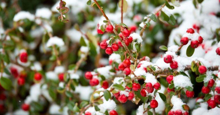 Origen del sabor wintergreen y snow mint - Yotuel